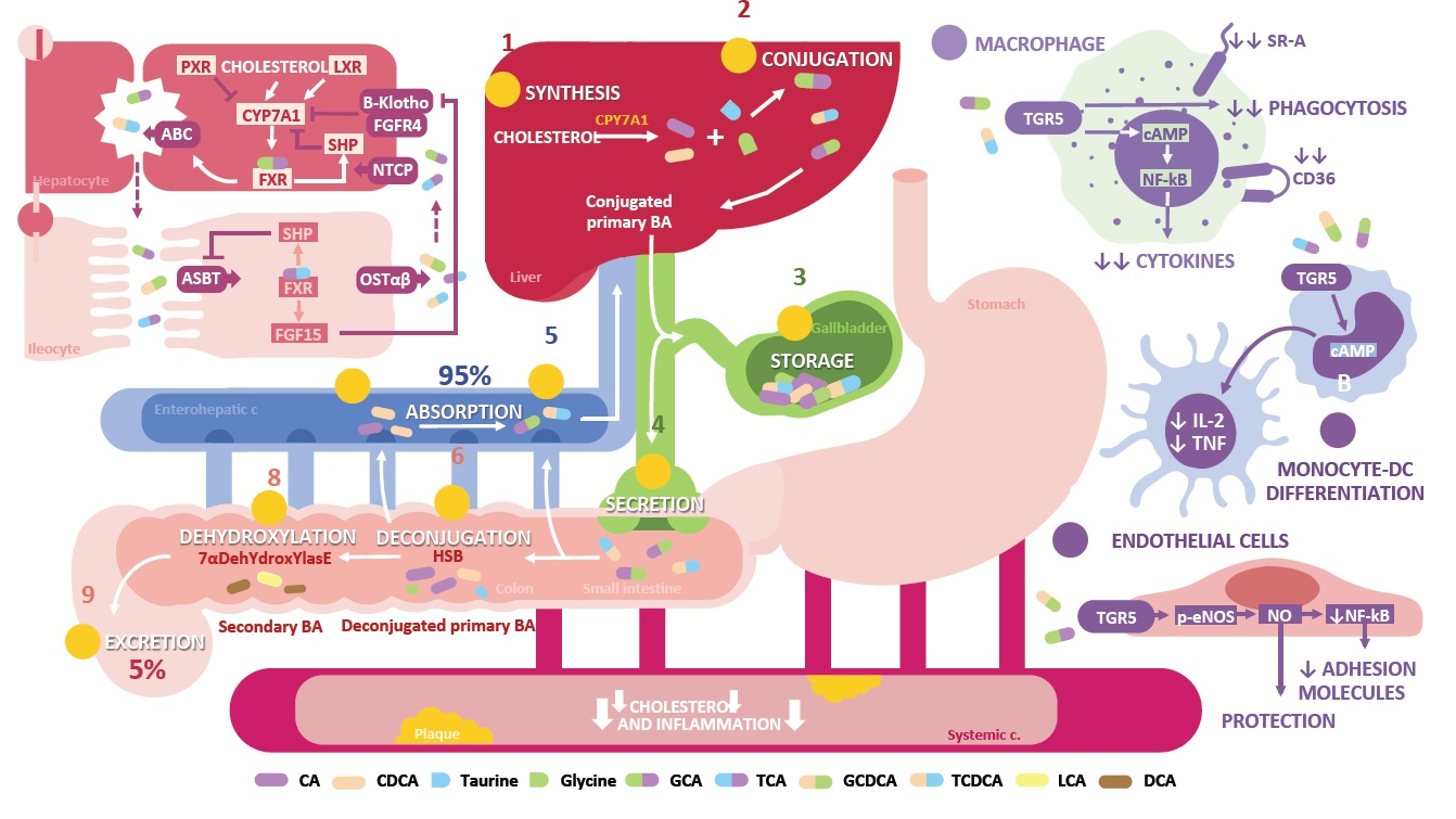 Papel de la microbiota intestinal en la aterosclerosis