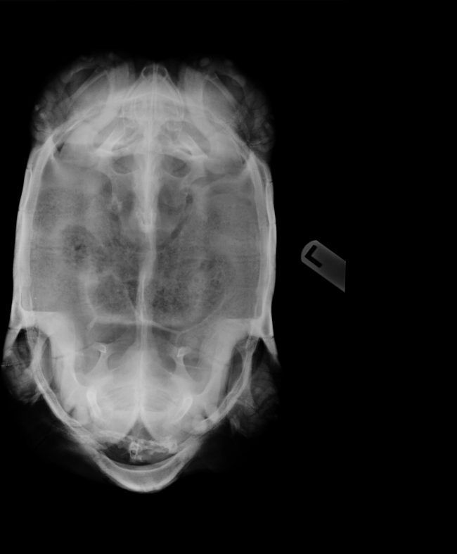 Radiografiando tortugas