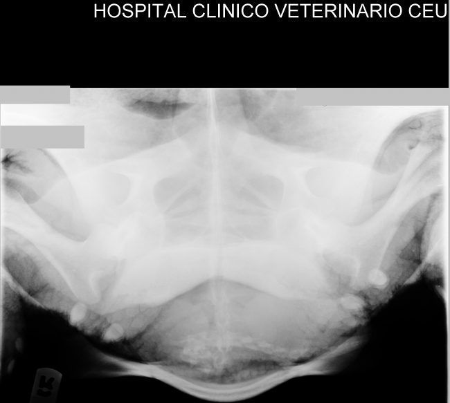 Radiografiando tortugas